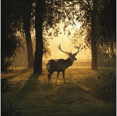 Obraz skleněný Deer &amp; Sun, 50x50cm