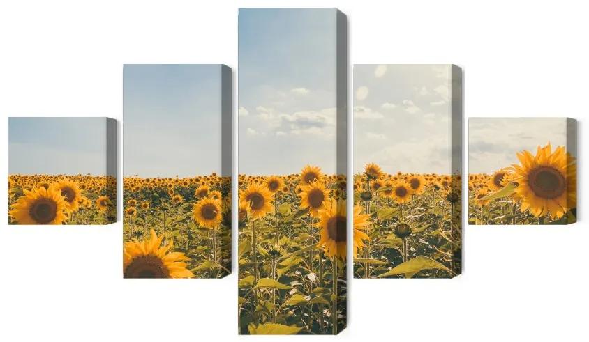 Vícedílný obraz Slunečnicové Pole Na Letní Den 3D Nedostatek Nedostatek Plátno Canvas 250x150
