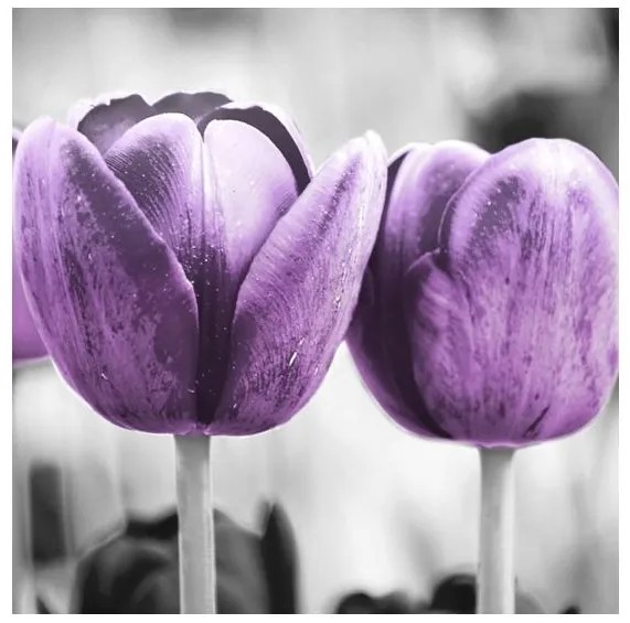 Obraz dvou fialových tulipánů  (40x40 cm), 40 dalších rozměrů