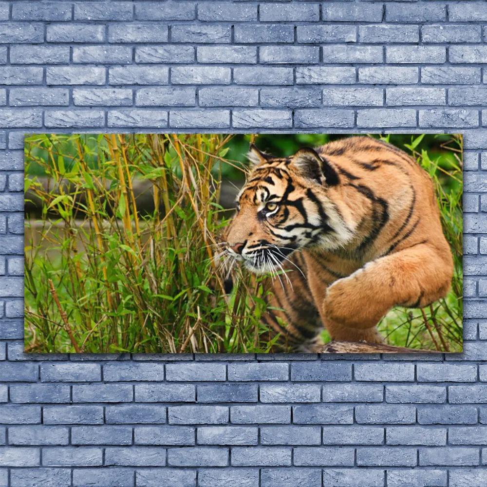 akrylový obraz Tygr Zvířata 120x60 cm