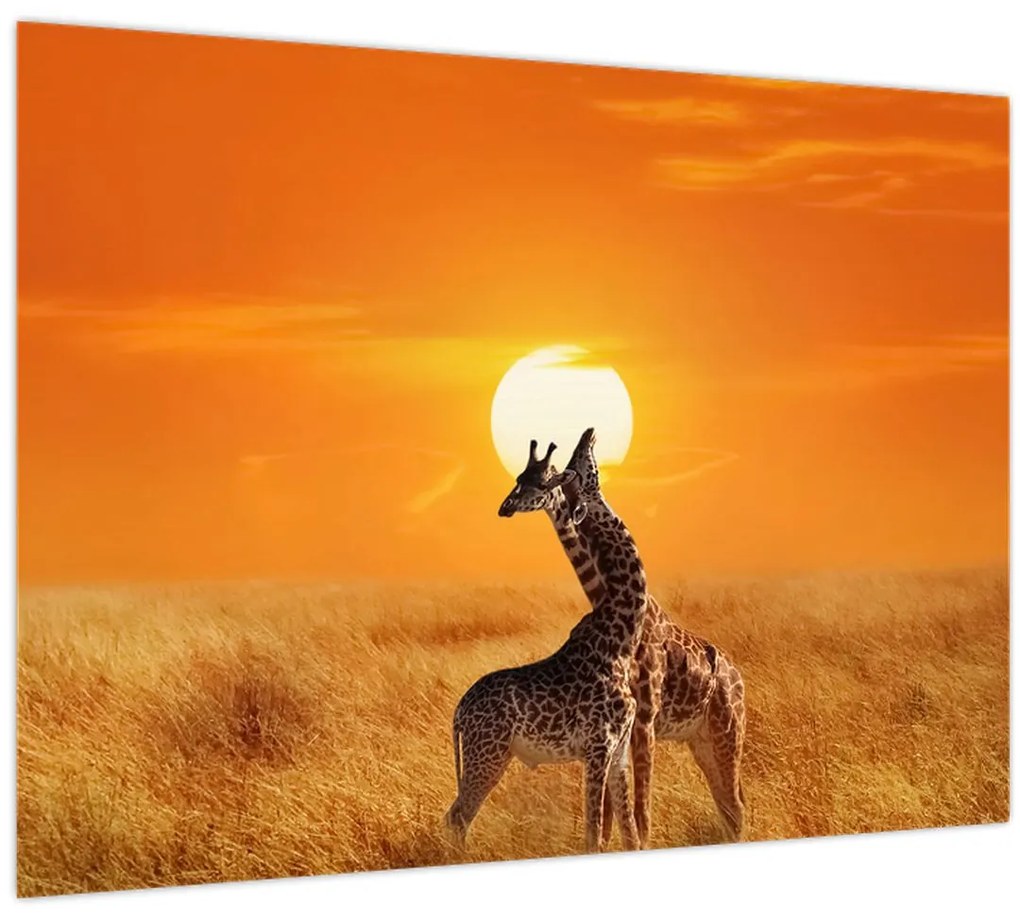 Skleněný obraz - Žirafy v národním parku Serengeti (70x50 cm)