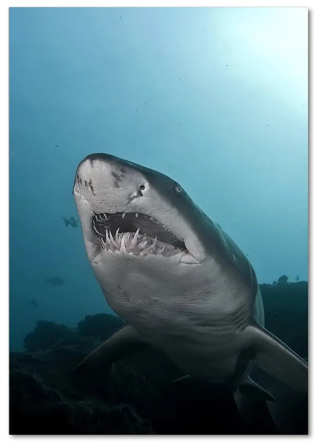 Wallmuralia Foto obraz akrylový na stěnu Velký žralok 70x100 cm