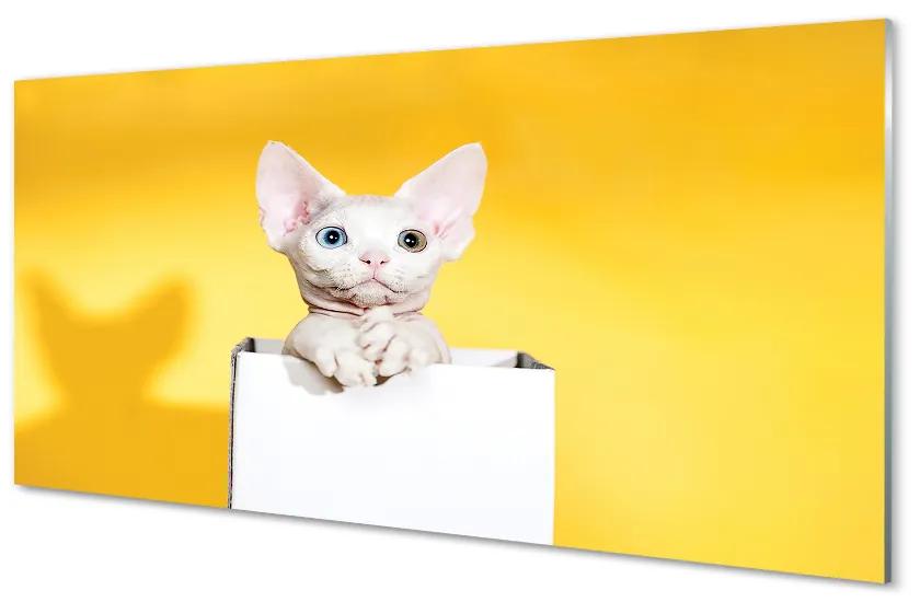 Obraz na skle sedící kočka 100x50 cm