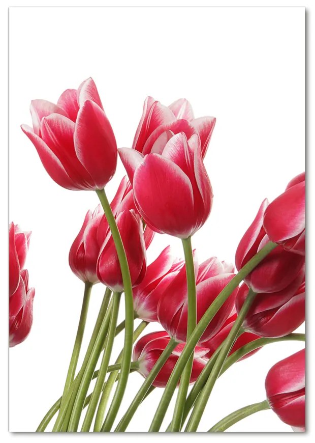 Wallmuralia Foto obraz akrylový Červené tulipány 70x100 cm