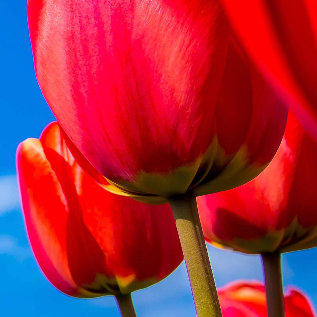 Malvis ® Tapeta Červené tulipány Vel. (šířka x výška): 216 x 140 cm