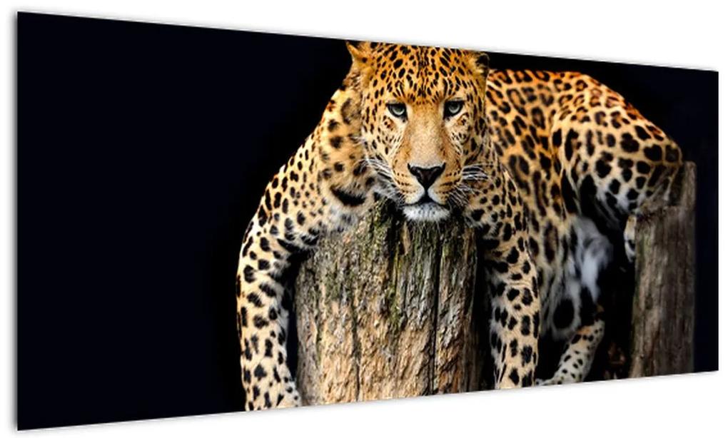 Leopard, obraz (100x40cm)