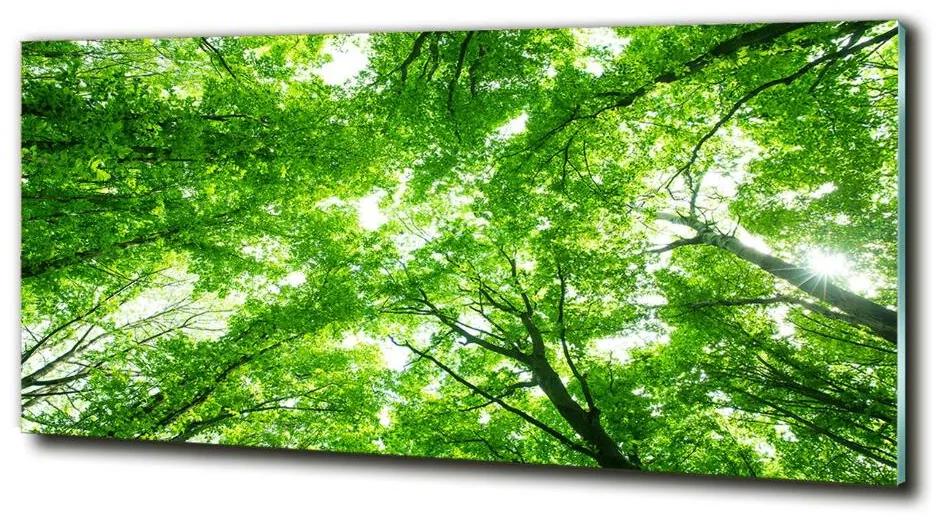 Wallmuralia Fotoobraz na skle Zelený les 125x50 cm