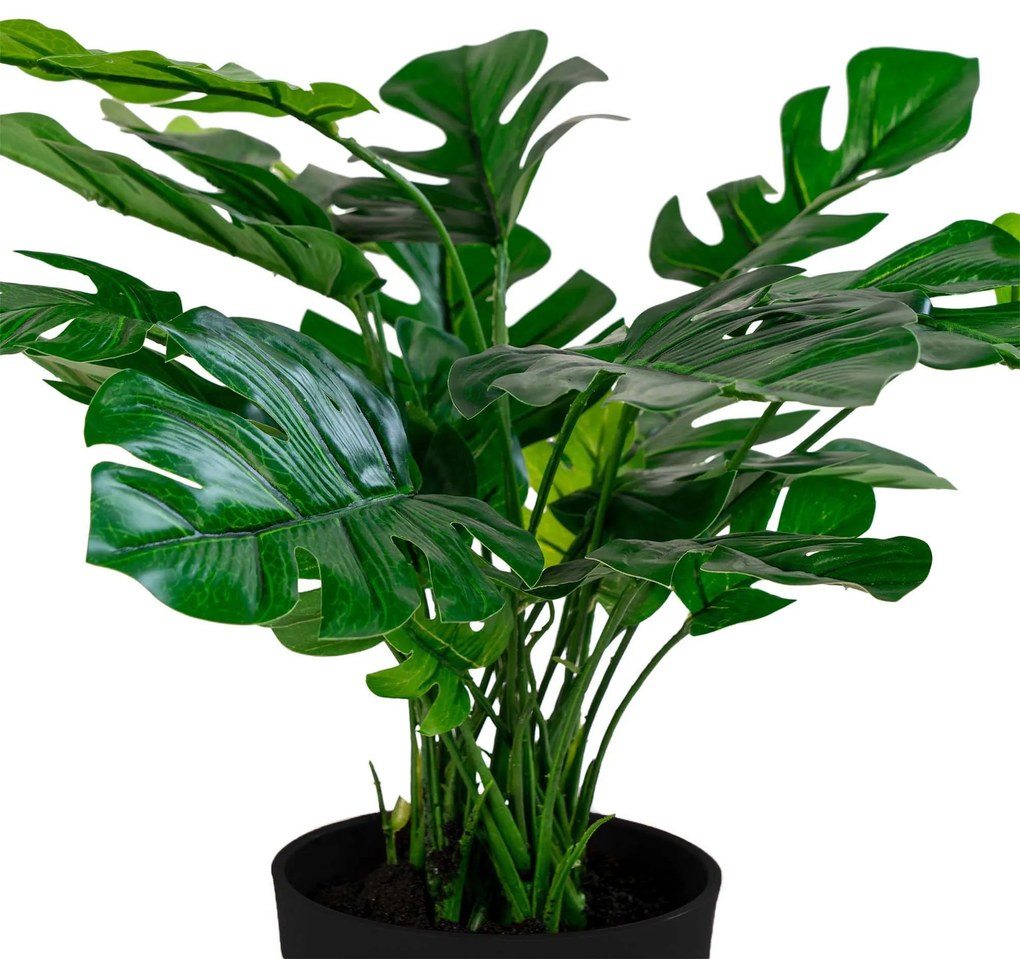 House Nordic Monstera