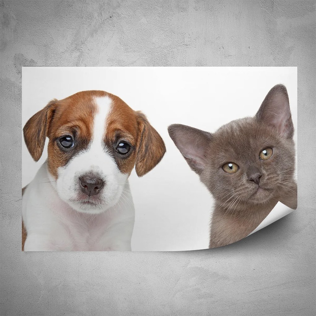 Plakát - Štěně a kotě (60x40 cm) - PopyDesign