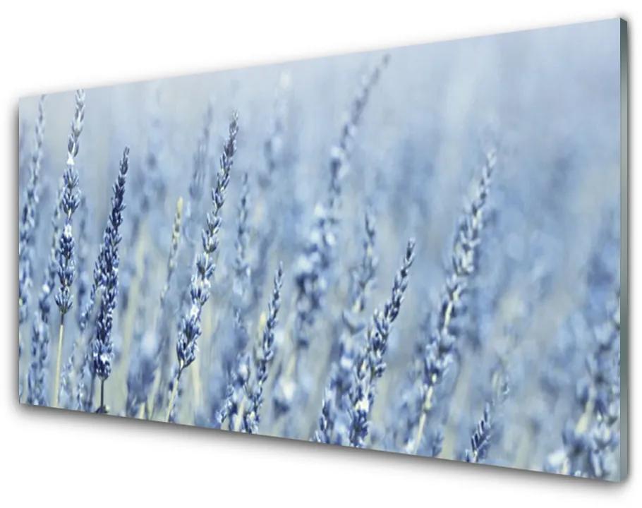Plexisklo-obraz Květiny Klasy Louka Příroda 100x50 cm
