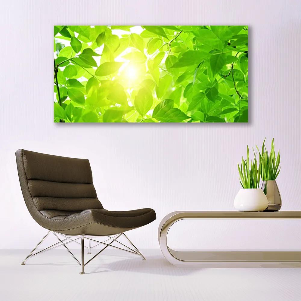 akrylový obraz Listy Příroda Slunce Rostlina 120x60 cm