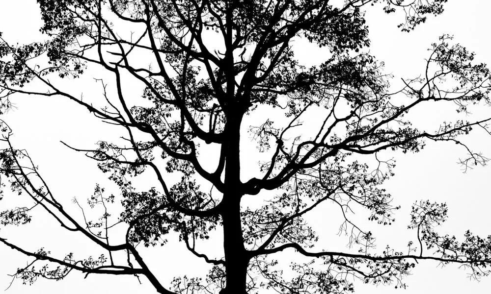 Vícedílný obraz Černý Strom Na Bílém Pozadí Nedostatek Nedostatek Přírodní plátno 200x120