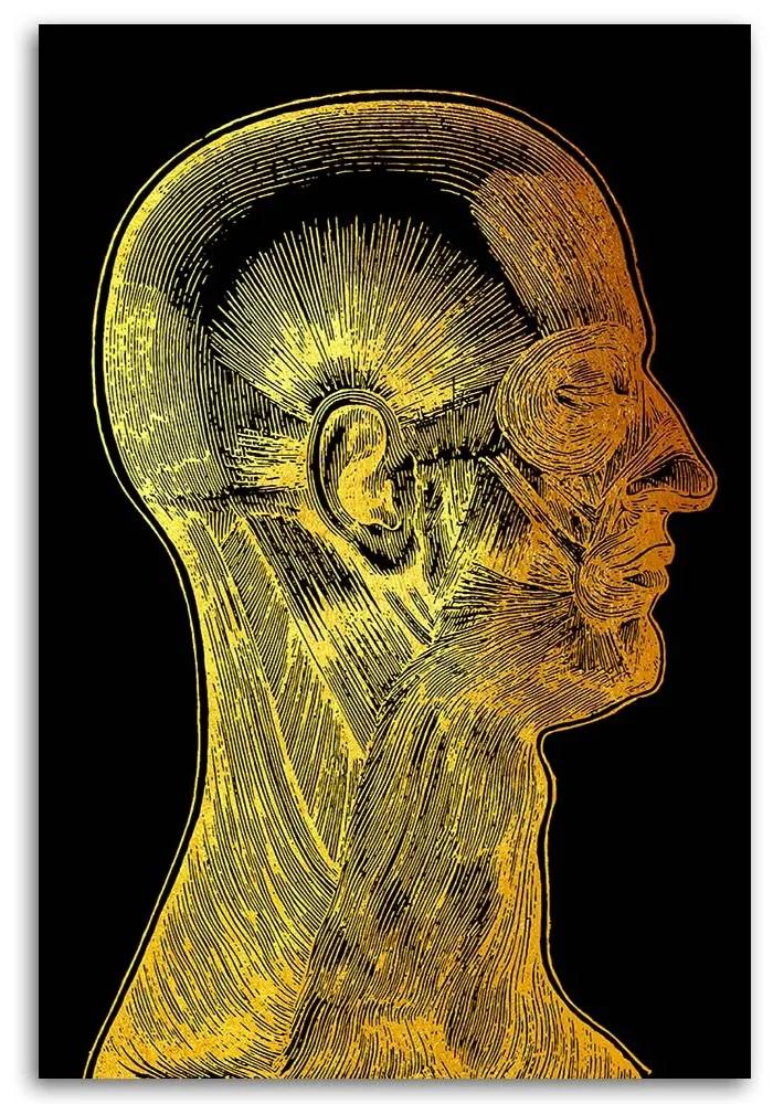 Gario Obraz na plátně Zlatá anatomie, svaly obličeje - Gab Fernando Rozměry: 40 x 60 cm