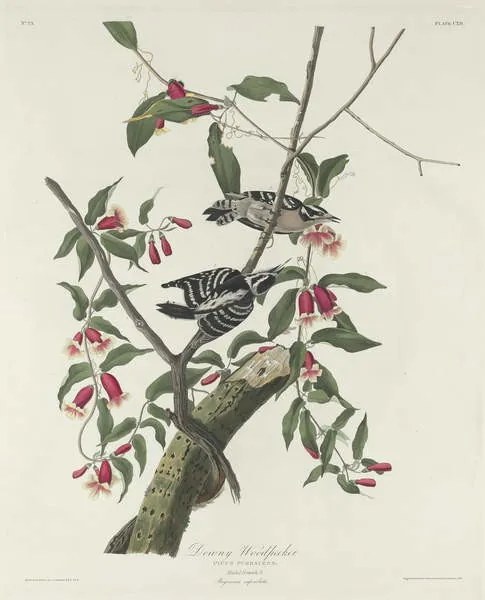 John James (after) Audubon - Obraz, Reprodukce - Downy Woodpecker, 1831