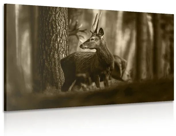 Obraz jelen v borovicovém lese v sépiové provedení
