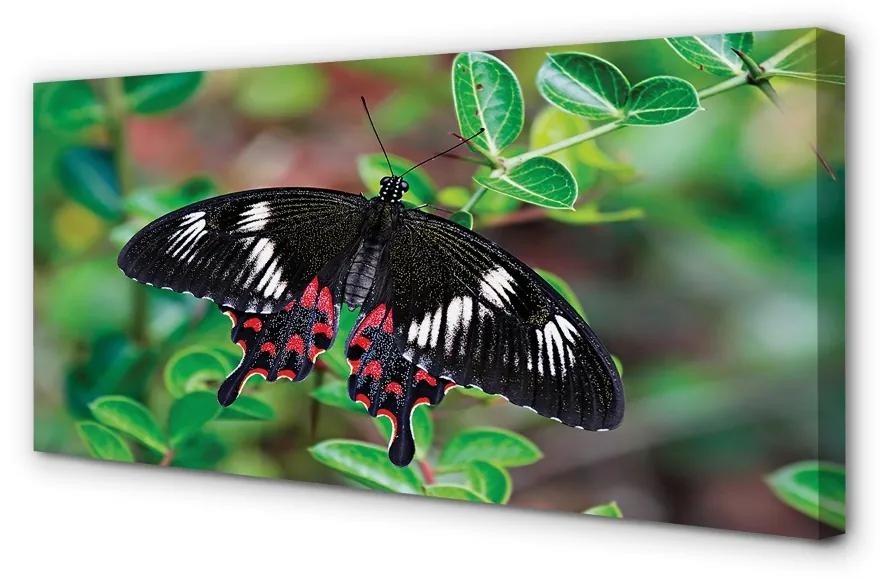 Obrazy na plátně List barevný motýl 125x50 cm