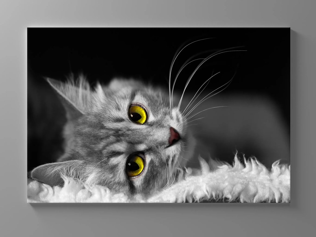 Liox Černobílý obraz kočka Rozměr: 120 x 80 cm