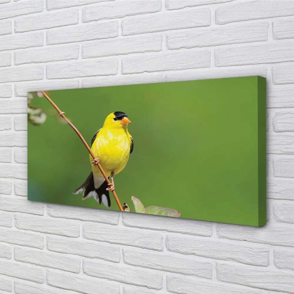 Obrazy na plátně žlutý papoušek 100x50 cm
