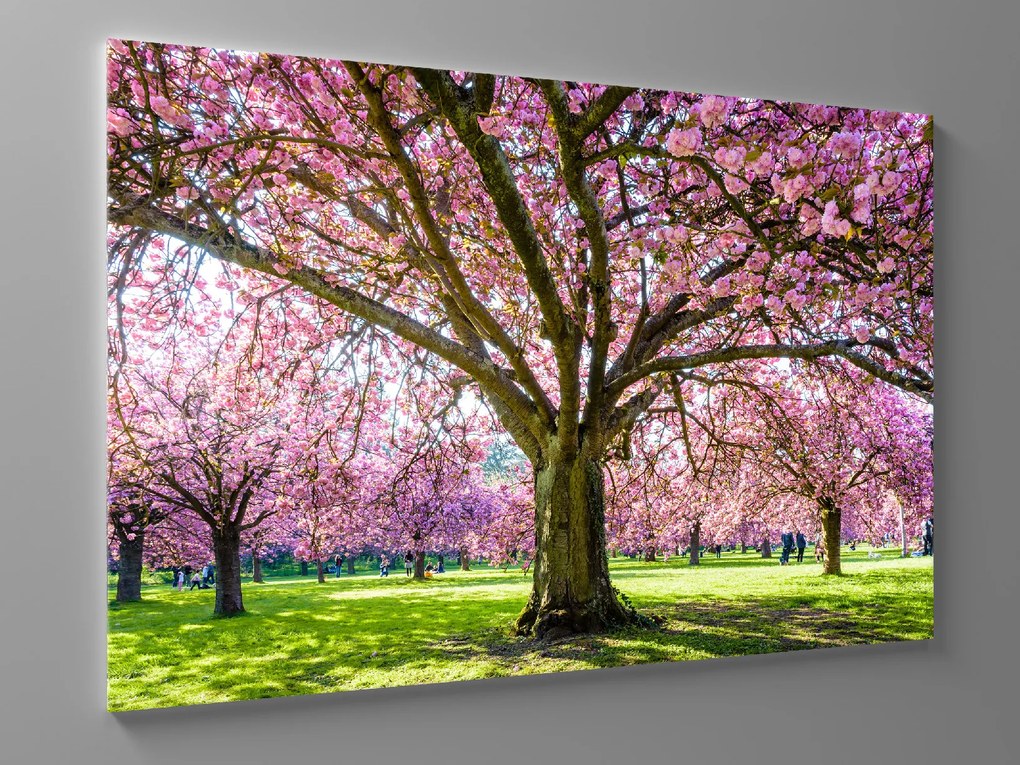 Liox Obraz rozkvetlá třešeň na jaře Rozměr: 120 x 80 cm