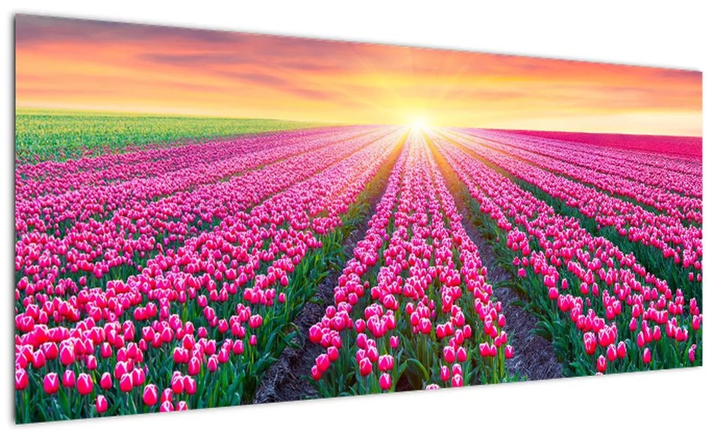Obraz pole tulipánů se sluncem (100x40 cm), 40 dalších rozměrů