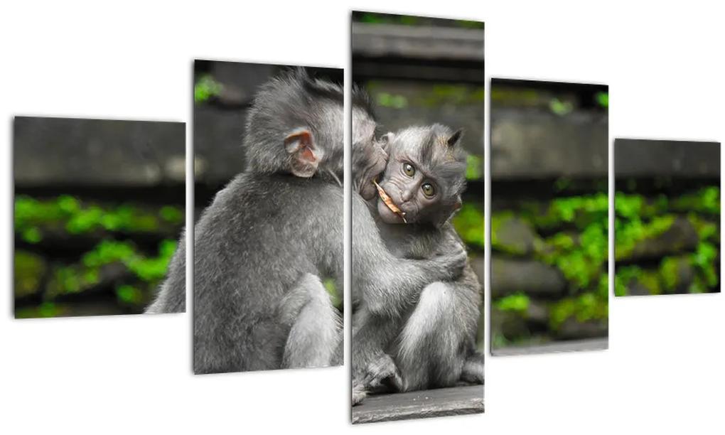 Obraz - opičky (125x70 cm)