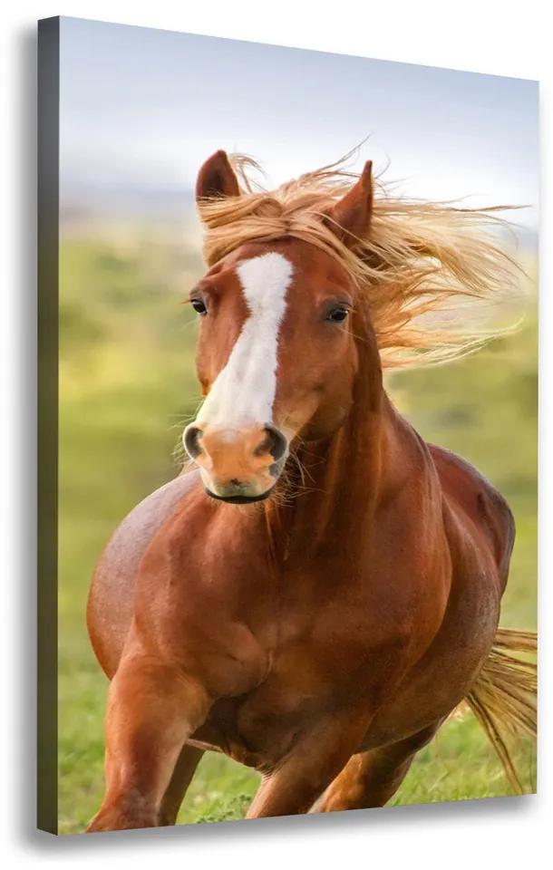 Wallmuralia Foto obraz na plátně Kůň v poklusu 70x100 cm