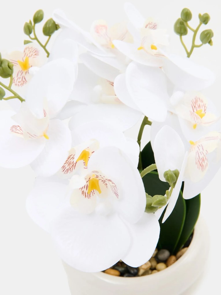 Sinsay - Dekorativní rostlina v květináči – orchidej - bílá
