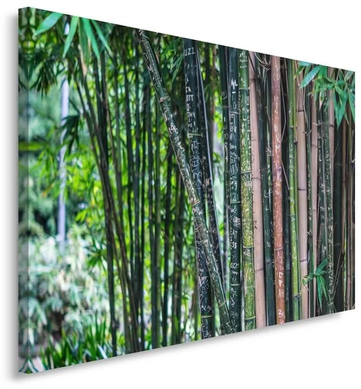 CARO Obraz na plátně - Bamboo 3 80x60 cm