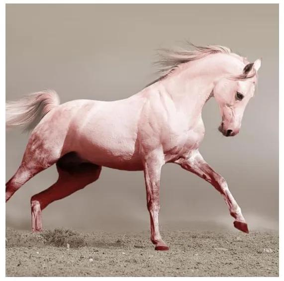 Obraz bílého koně v pohybu  (50x50 cm), 40 dalších rozměrů