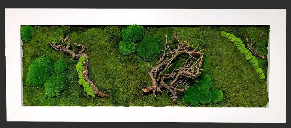 Mechdekor Obraz mix různých mechů - 136x56cm dřevěný bílý rám