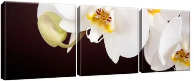 Tištěný obraz Pěkná orchidej 90x30cm 1318A_3A