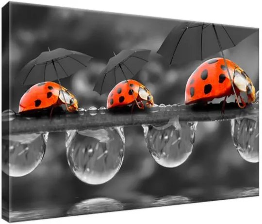 Tištěný obraz Berušky s deštníky 30x20cm 2059A_1T