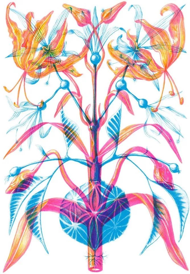 Filip Šenkeřík | Hybrid II – Lilencyclia Liliaceum Rám: Bílý, Velikost: 60 x 40 cm