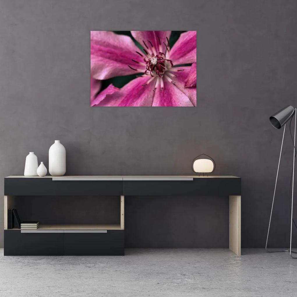 Skleněný obraz růžového květu Plaménku (70x50 cm)