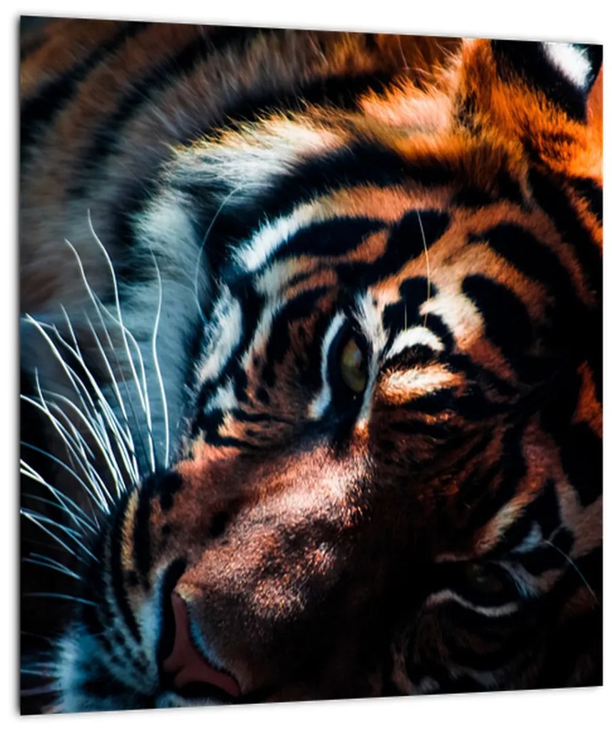 Obraz ležícího tygra (30x30 cm)