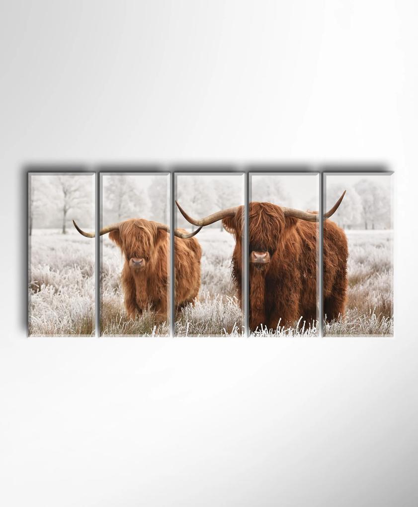 Malvis ® Obraz Skotský náhorní skot ROZMĚR (šířka x výška): jednodílný obdélník 120x80 cm
