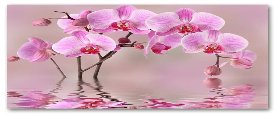 Wallmuralia Foto obraz akrylový do obýváku Růžová orchidej 125x50 cm