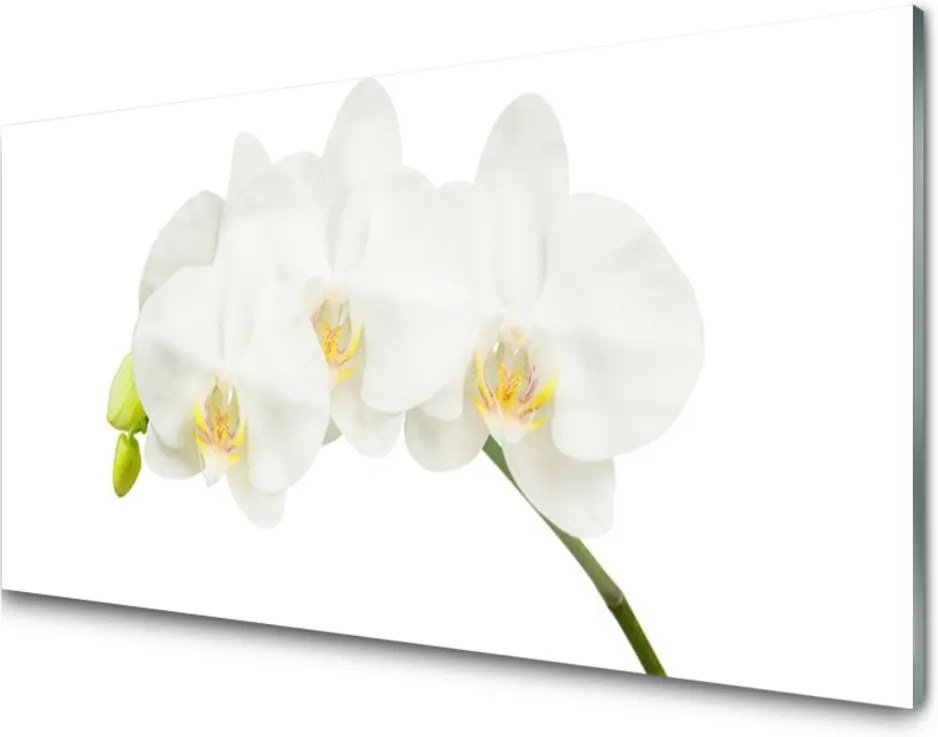 Skleněný obraz Orchidej Výhonky Květiny Příroda