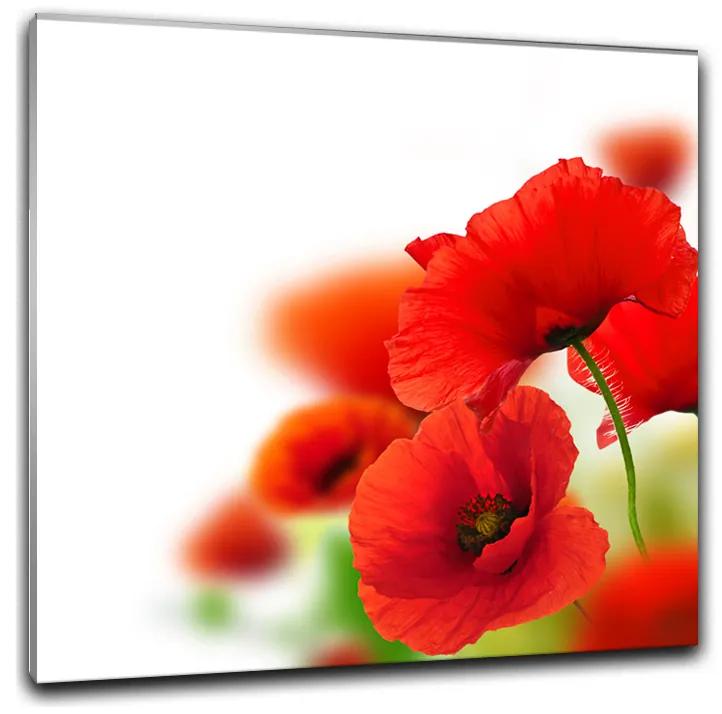 Obraz na skle Styler  -  Poppy Poppy 2 - 30x30 cm