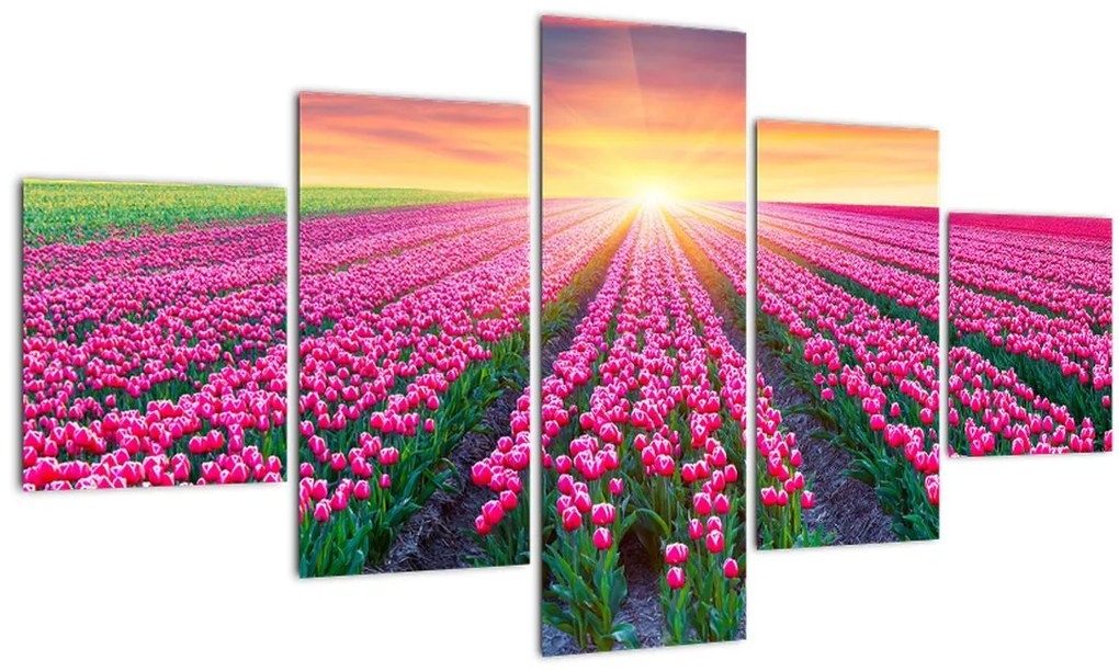 Obraz pole tulipánů se sluncem (125x70 cm)