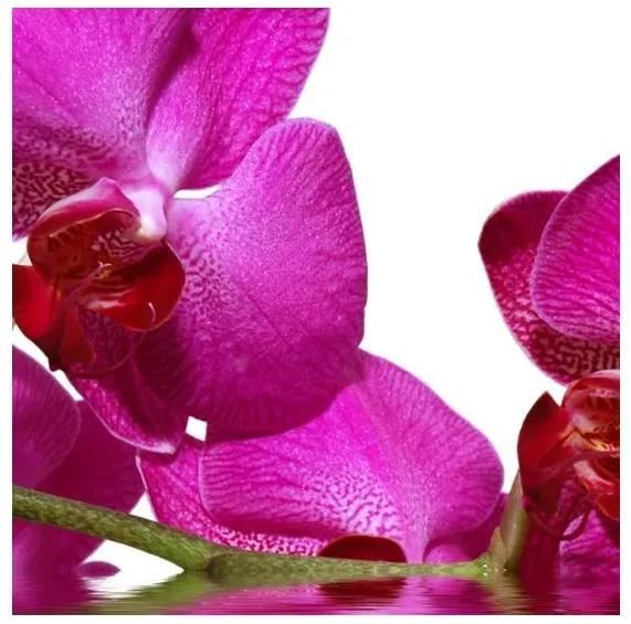 Obraz orchidejí (30x30 cm), 40 dalších rozměrů