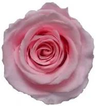 Stabilizovaná aranž Tereza Light pink - světle růžová