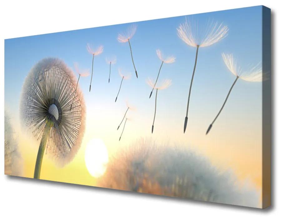 Obraz na plátně Pampeliška Květiny 100x50cm