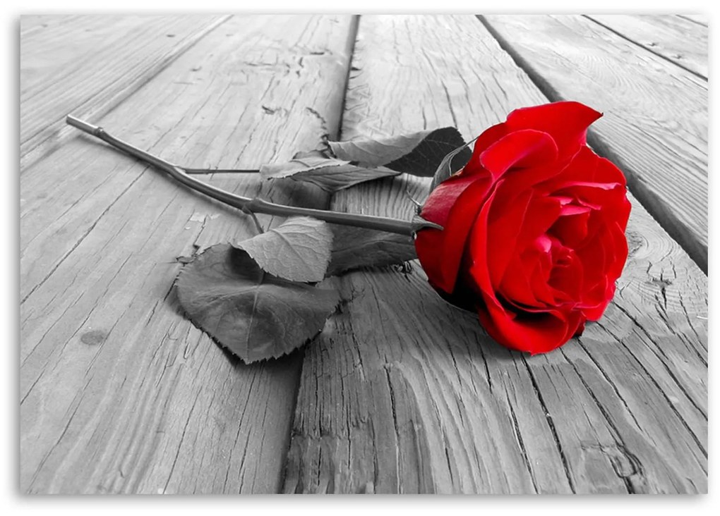 Gario Obraz na plátně Červená růže Rozměry: 60 x 40 cm