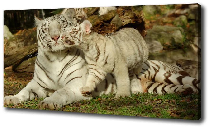 Wallmuralia Foto-obraz canvas na rámu Tygři 100x50 cm