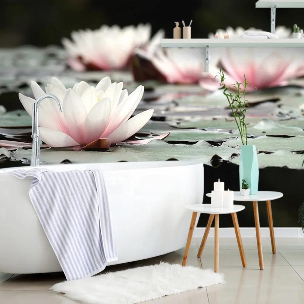 Tapeta překrásný lotosový květ - 150x100 cm