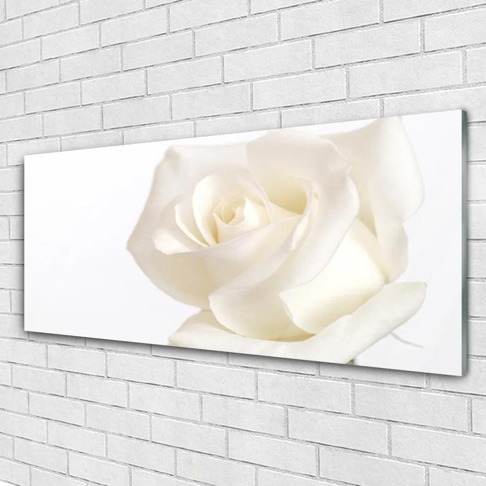 Plexisklo-obraz Růže Květiny 125x50 cm