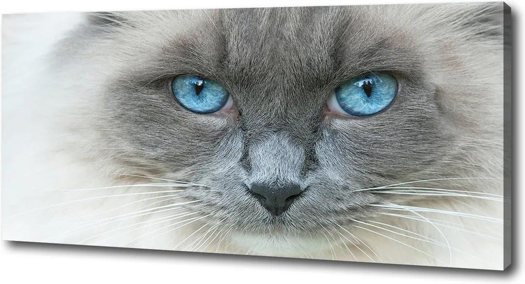 Moderní fotoobraz canvas na rámu Kočka modré oči