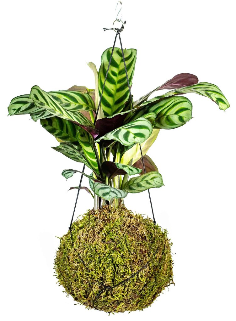 Gardners Kokedama Calathea mix (L)