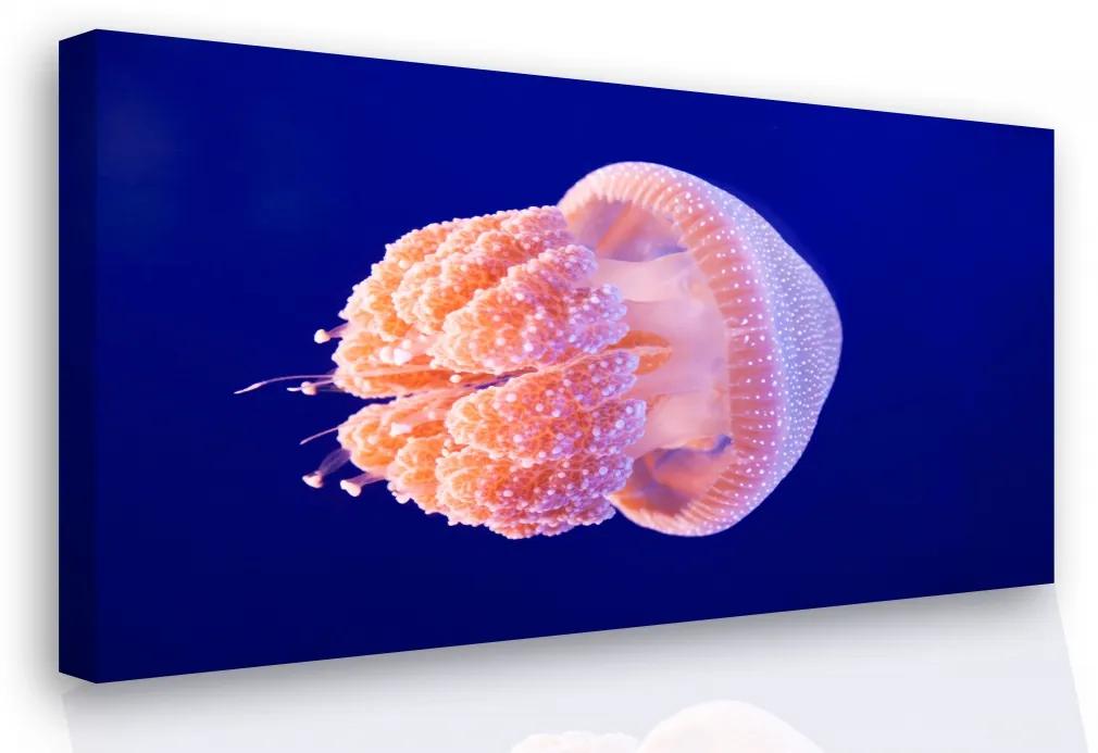 Obraz na plátně medúza Velikost (šířka x výška): 120x80 cm